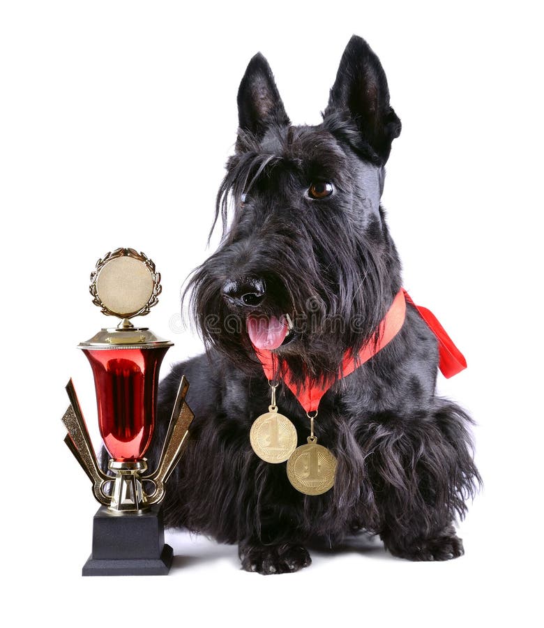 Puppy Winner stock image. Image of blond, little, champion - 4747229
