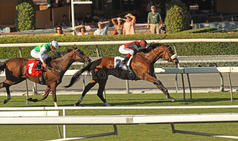 Winning a Turf Handicap Race Editorial Stock Image - Image of baze ...