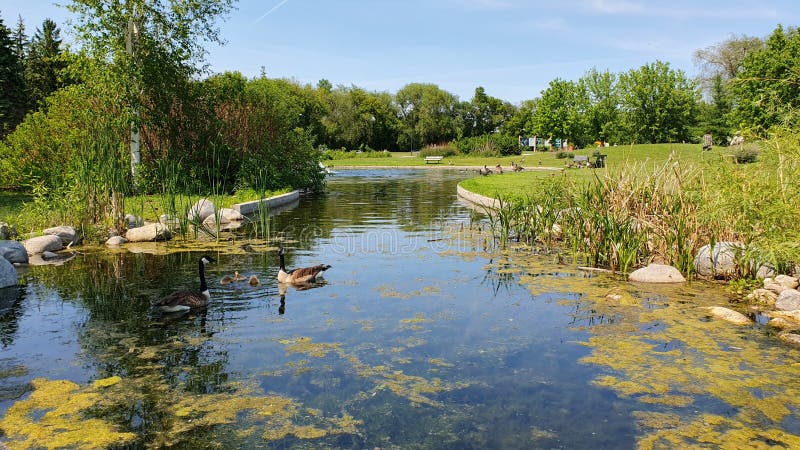 Winnipeg Park, Canada, Pond, Manitoba Stock Photo - Image of winnipeg ...