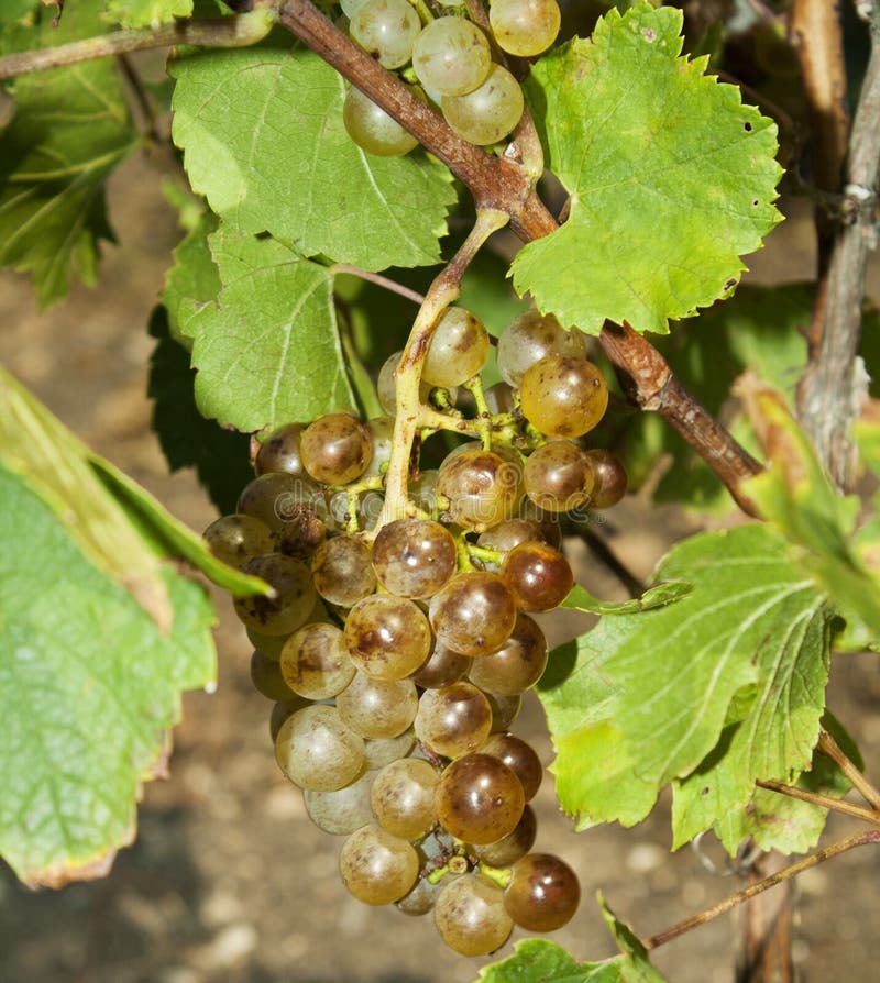 Choroby winogrona choroby obraz stock. Obraz złożonej z owocowy - 1211441