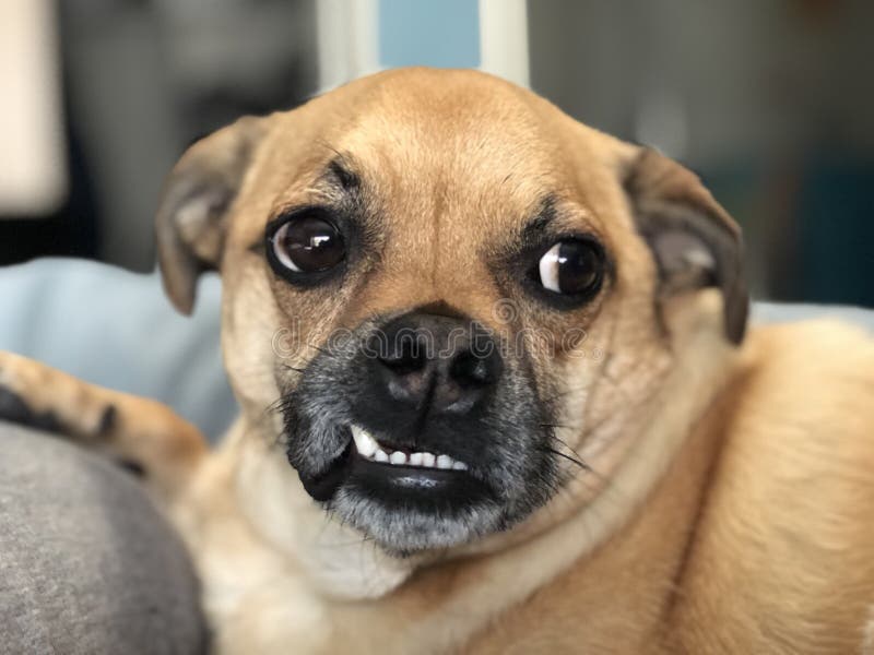 Snaggletooth stock photo. Image of swamp, alligator, leather - 8457784