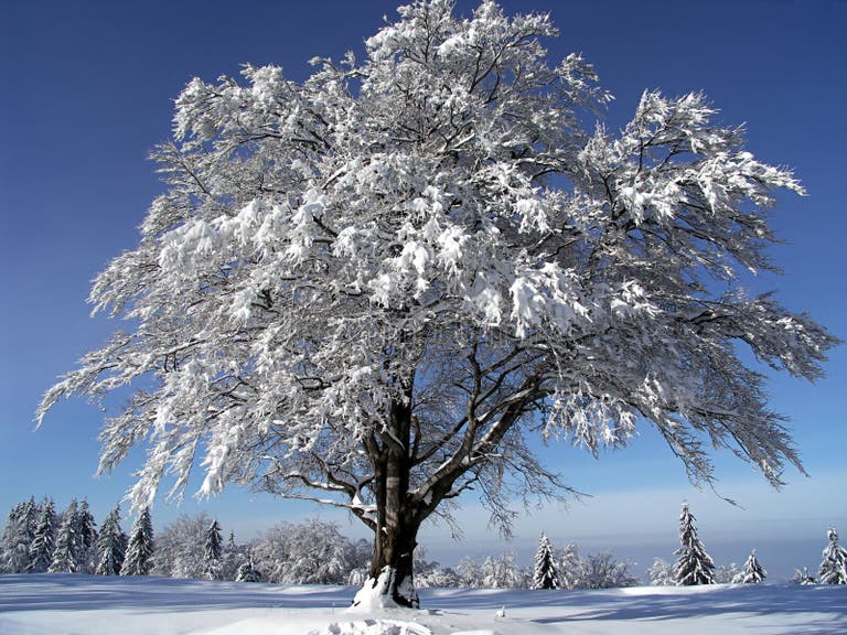 In winter stock image. Image of january, tree, weather - 12120541