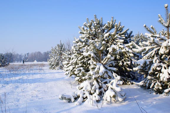 Winter stock image. Image of tree, blue, frost, pine - 12708893