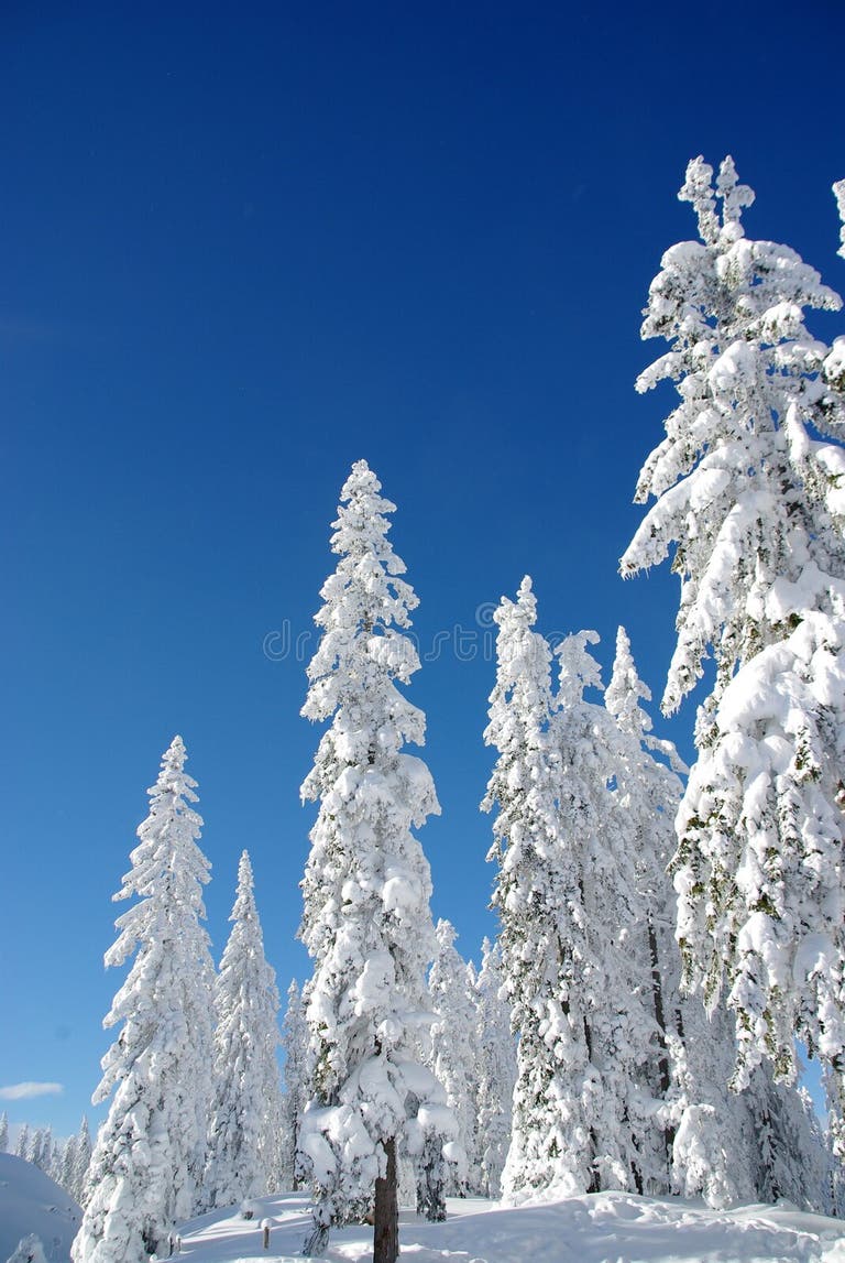 547 Magical Winter Snow Covered Tree Austria Stock Photos - Free ...