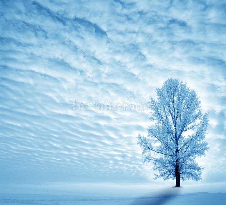 Winter stock photo. Image of lone, scenic, hoarfrost - 21619202