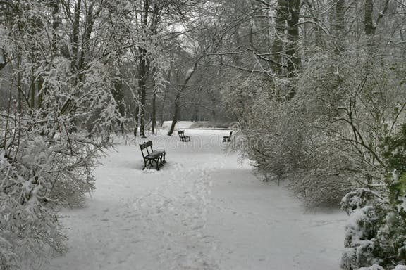 Winter 39 stock image. Image of park, europe, black, plants - 1966939