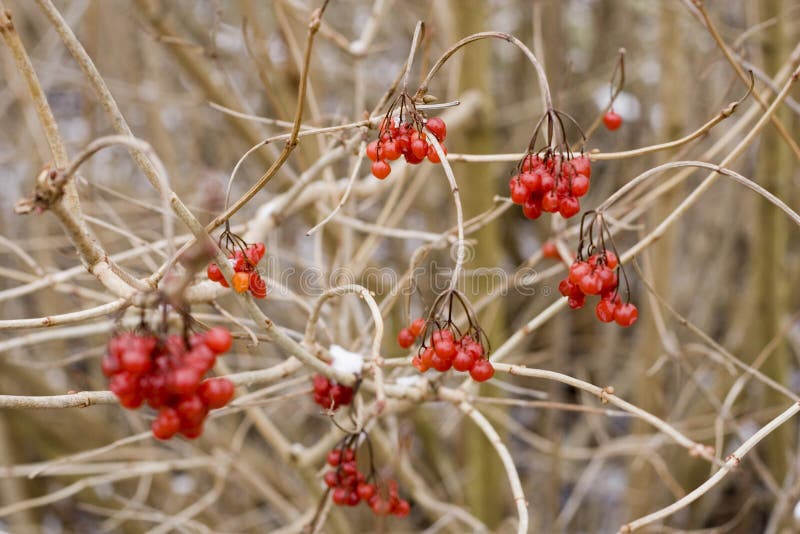 Winter panorama stock image. Image of cold, january, view - 12591253