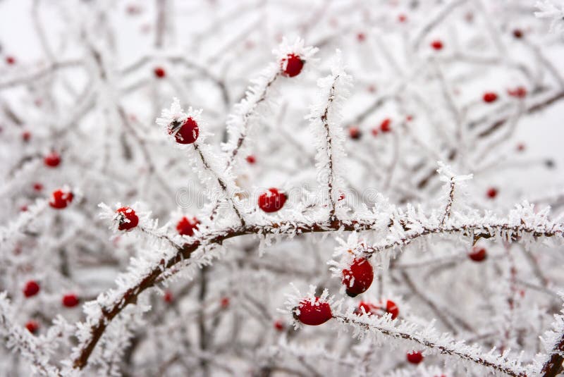 Bush with Red Berries in the Ice Stock Photo - Image of frosting ...