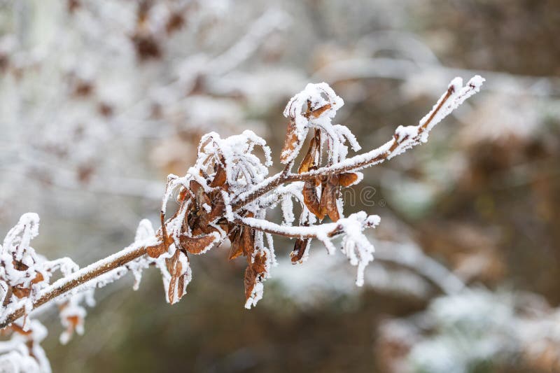 White frost on the trees stock photo. Image of frost - 83735352