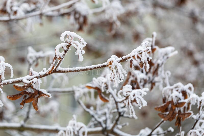Winter Acer Maple Branch with Winged Achenes Covered in White Frost ...