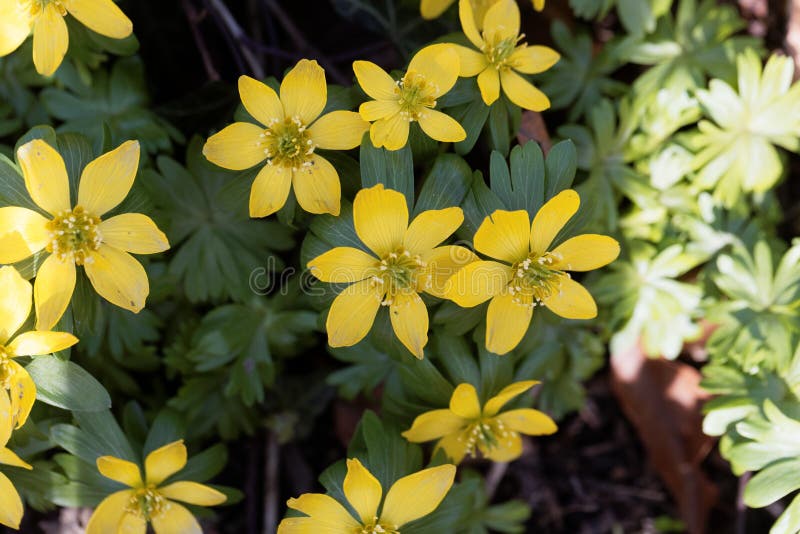 Winter Aconite Eranthis Hyemalis Stock Photo - Image of meadow, toxic ...