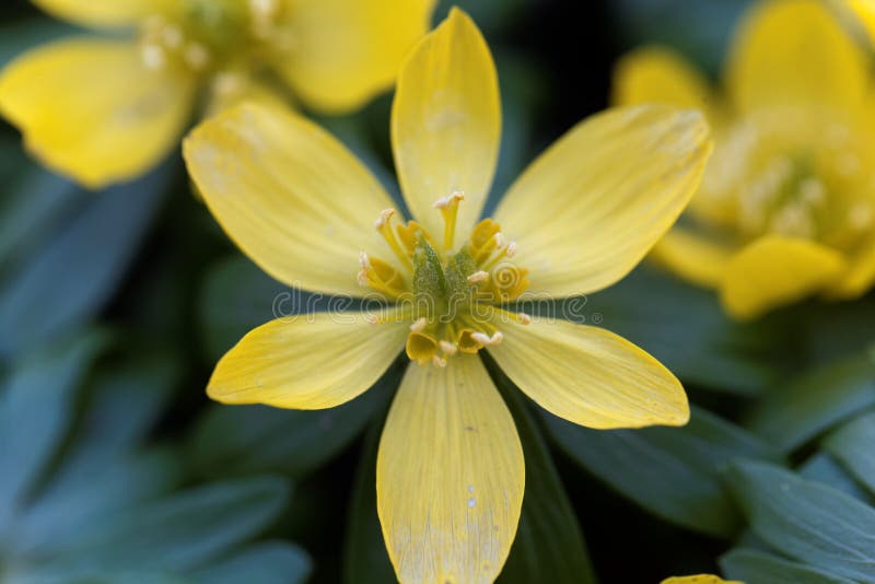 Winter Aconite Eranthis Hyemalis Stock Image - Image of park, brown ...