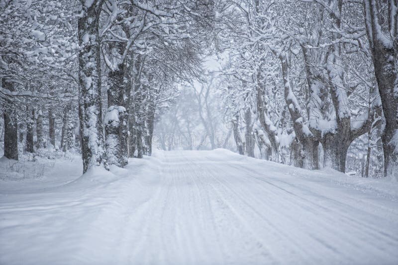 Winter Alley stock image. Image of branch, nature, avenue - 47758697