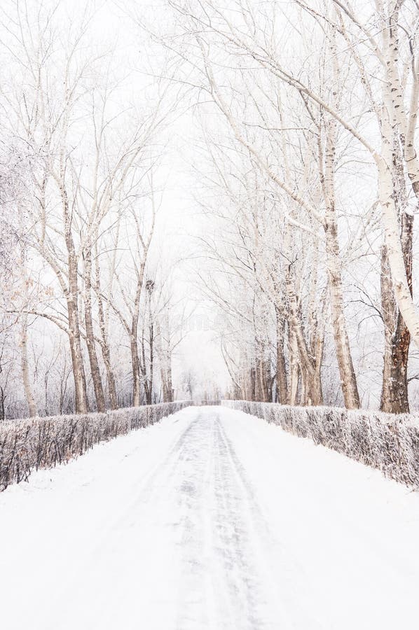Winter Alley with Snow Covered Trees Stock Photo - Image of outdoor ...