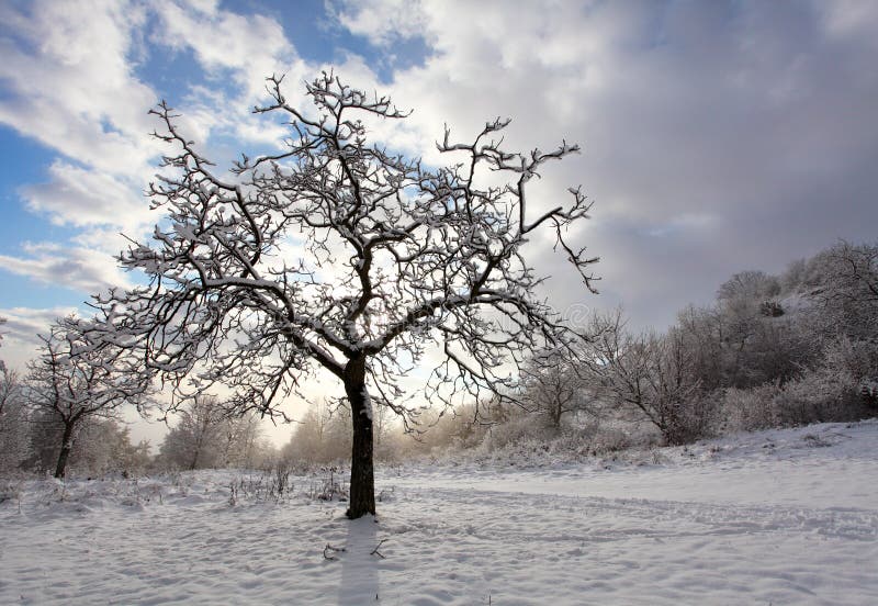 Winter alone tree stock photo. Image of northern, alone - 27689554