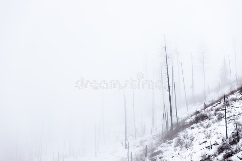 Foggy Winter Landscape with Burnt Fir Trees on Mountain Stock Photo ...