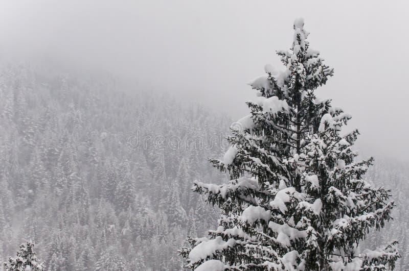 Winter Alpine Background with Ountainous Terrain and Snow Covered Trees ...