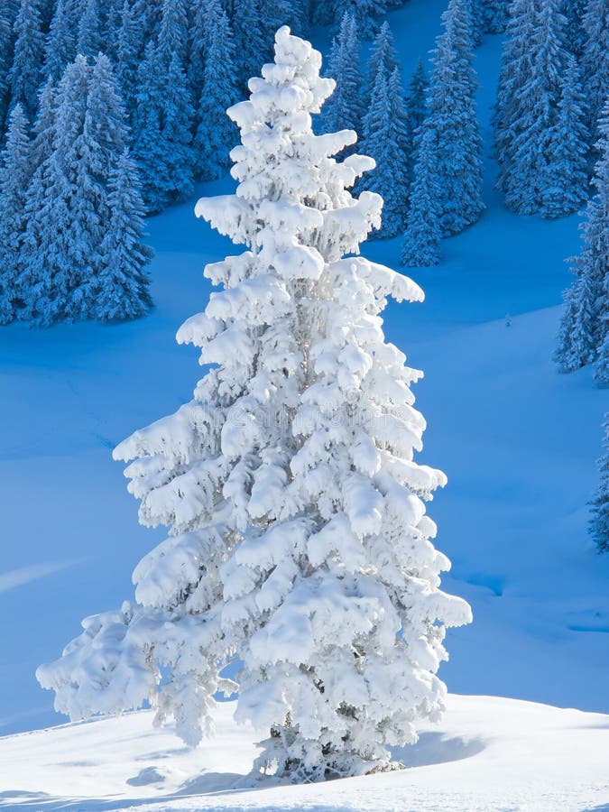 Pine tree stock photo. Image of alone, isolation, snowwhite - 4100494