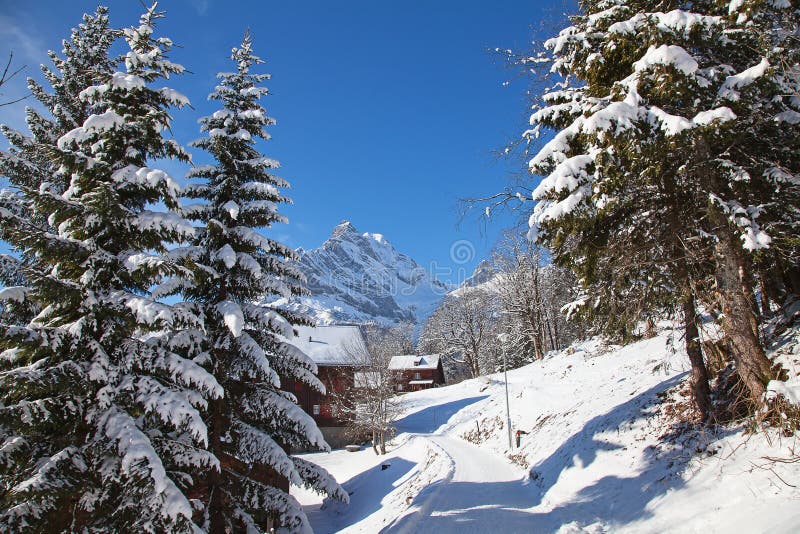 Winter fir-trees stock photo. Image of hills, cloudy, hillsides - 7443014