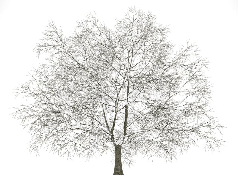 Winter American Beech Tree Isolated on White Stock Illustration ...