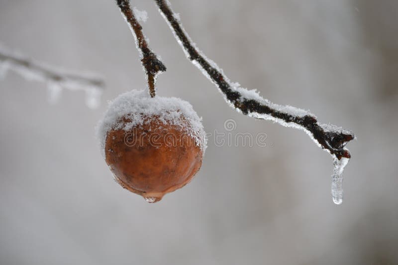 Winter Apple stock photo. Image of icicle, snow, nature - 64934460