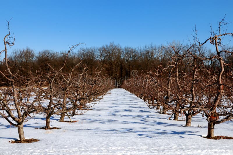 Frozen winter apples stock photo. Image of wintertime - 1685142