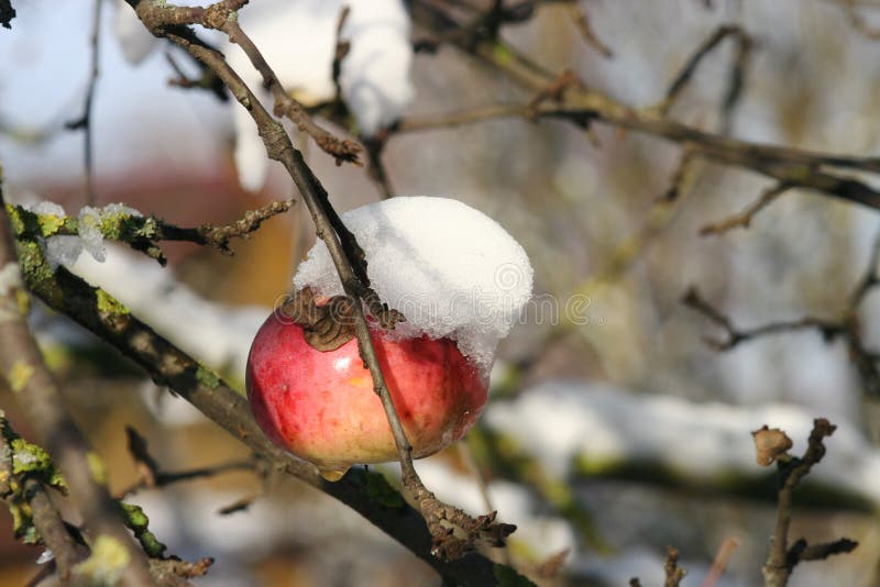 Winter apple 1 stock image. Image of food, vegetarian - 80687209