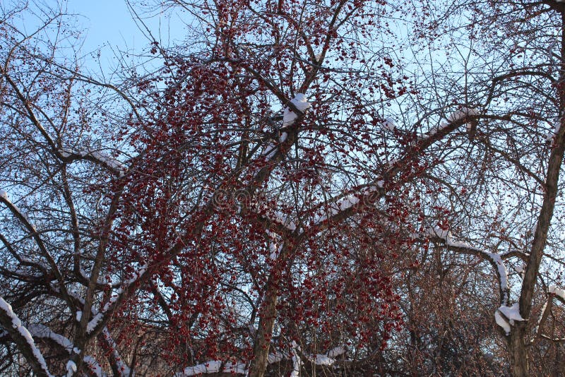 Winter Apple Tree with Frozen Wild Apples Stock Photo - Image of winter ...