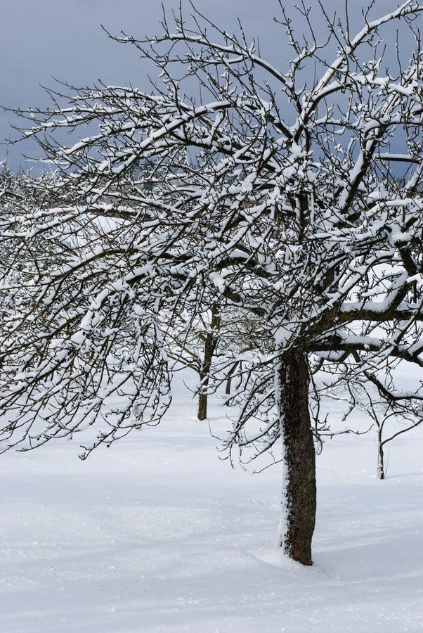 Winter stock photo. Image of garden, apples, january - 32016452