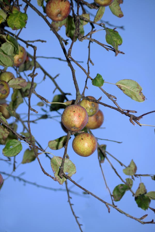 Red winter apples stock image. Image of aromatic, sticks - 28242291