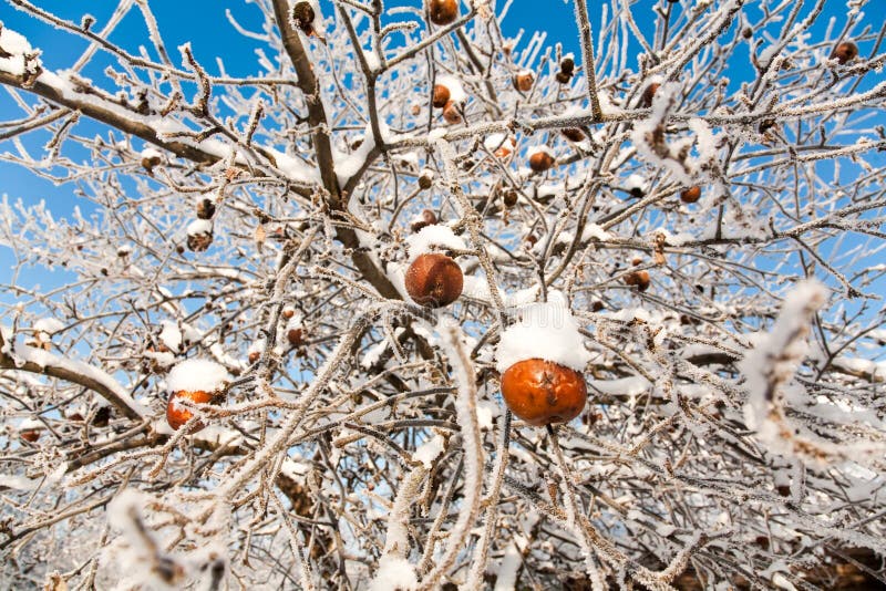 Red winter apples stock image. Image of aromatic, sticks - 28242291