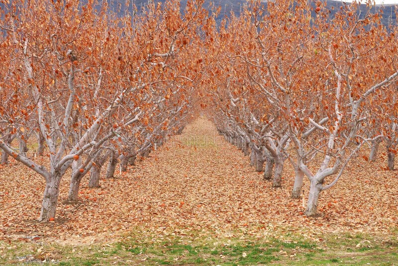 Winter Apples stock image. Image of scene, gardens, winter - 35078299