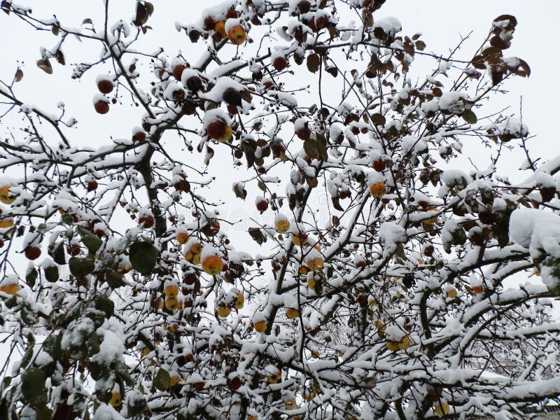 Red winter apples stock photo. Image of cinnamon, group - 28011208