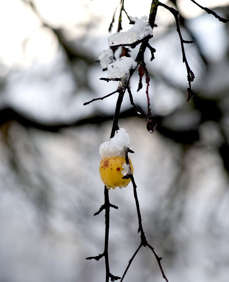 Winter Apples Hanging on a Trees with Snow in an Orchard Stock Photo ...