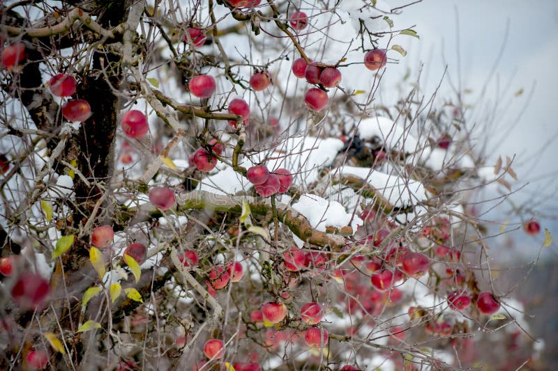 Winter Apples Hanging on a Trees with Snow in an Orchard Stock Photo ...