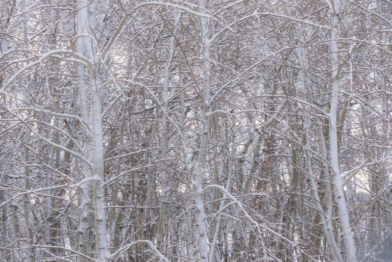 Winter Aspen Tree Grove 2 stock image. Image of season - 62708379