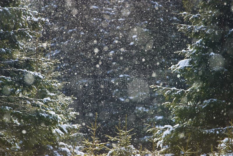 Winter atmosphere stock image. Image of peak, pine, calm - 4924913