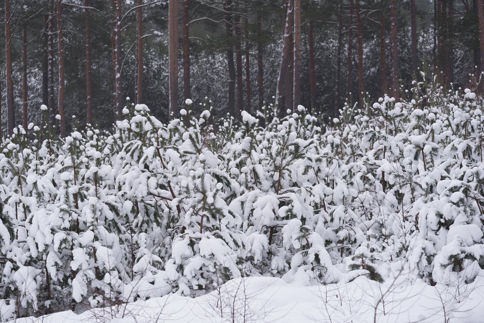 Winter attack stock photo. Image of blizzard, cataclysm - 300239774