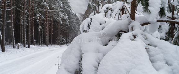 Winter attack stock photo. Image of tempest, seasons - 300239840