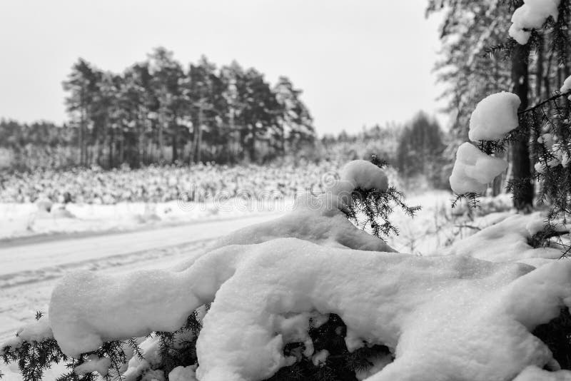 WINTER ATTACK stock photo. Image of environment, climate - 300630370