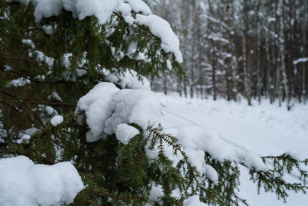 Winter attack stock photo. Image of tempest, climate - 300832264
