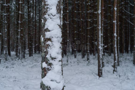 Winter attack stock photo. Image of blizzard, calamity - 302436608