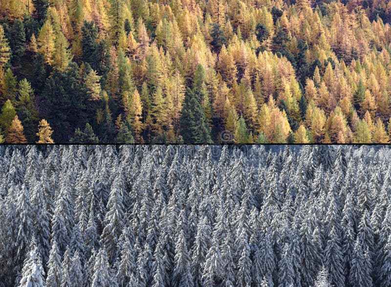 Winter and Autumn Forest Shown in Contrast Split Image. Stock Photo ...