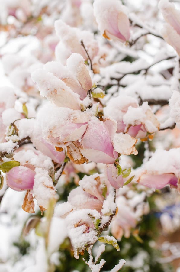 Flowering Magnolia Tree and Snow Stock Image - Image of park, white ...
