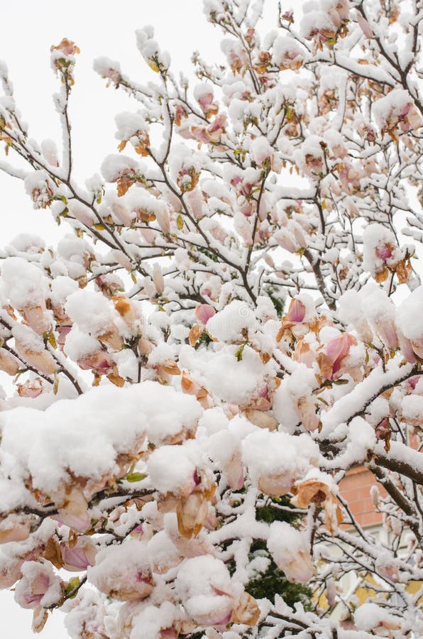 Flowering Magnolia Tree and Snow Stock Image - Image of park, white ...