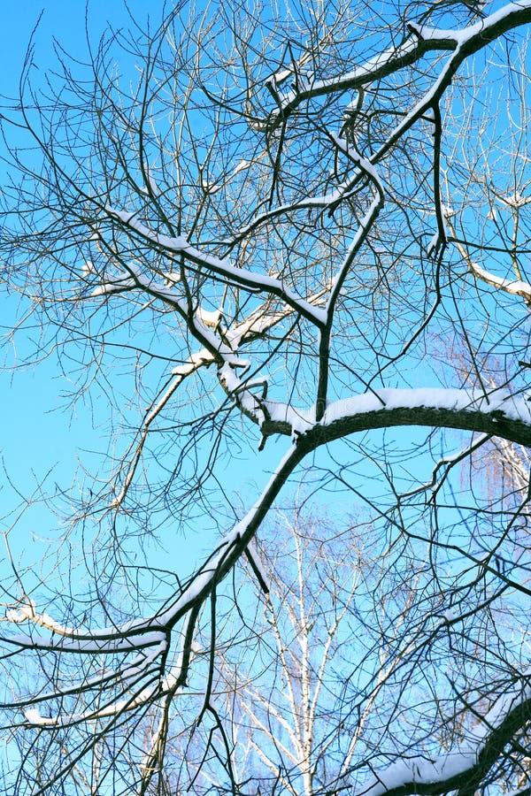 Nice Winter Background stock image. Image of contrast - 108969483