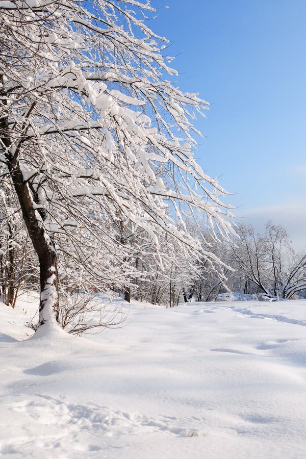 Nice Winter Background stock image. Image of area, beautiful - 109461205