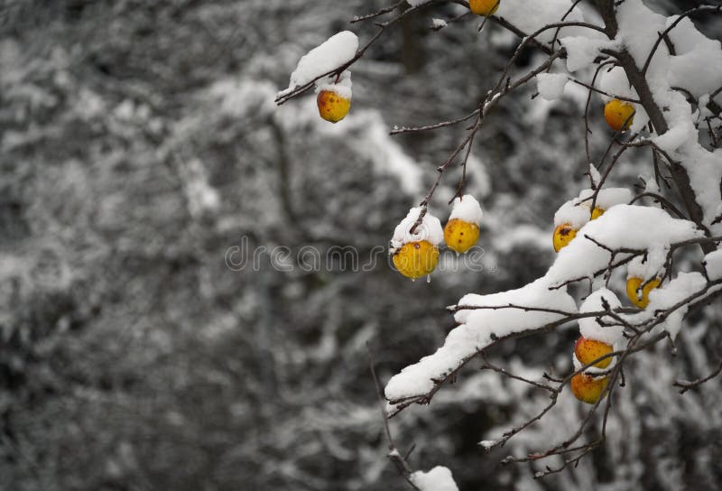 Winter Background with Frozen Yellow Apples Stock Photo - Image of cool ...