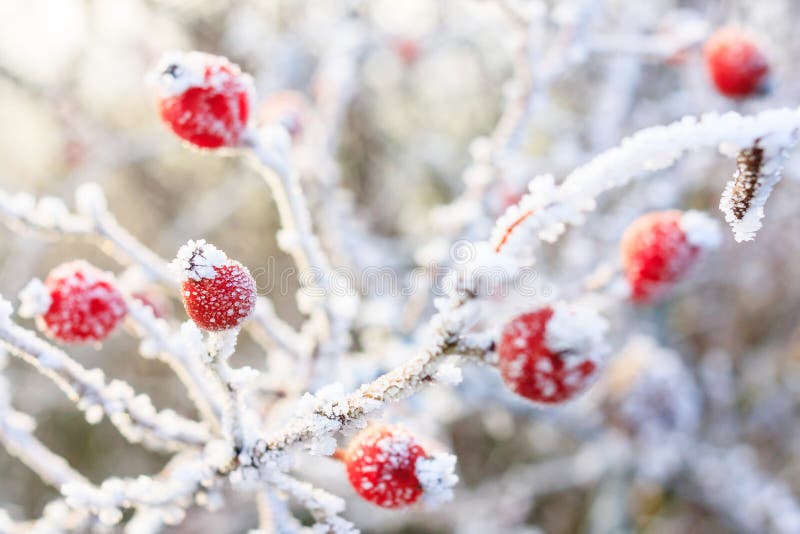 Snow Covered Red Berries stock photo. Image of holiday, winter - 52640