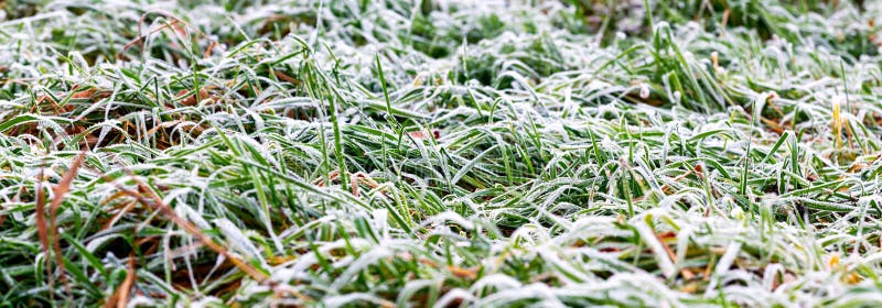 Winter Background with Snow-covered Green Grass, Panorama Stock Photo ...